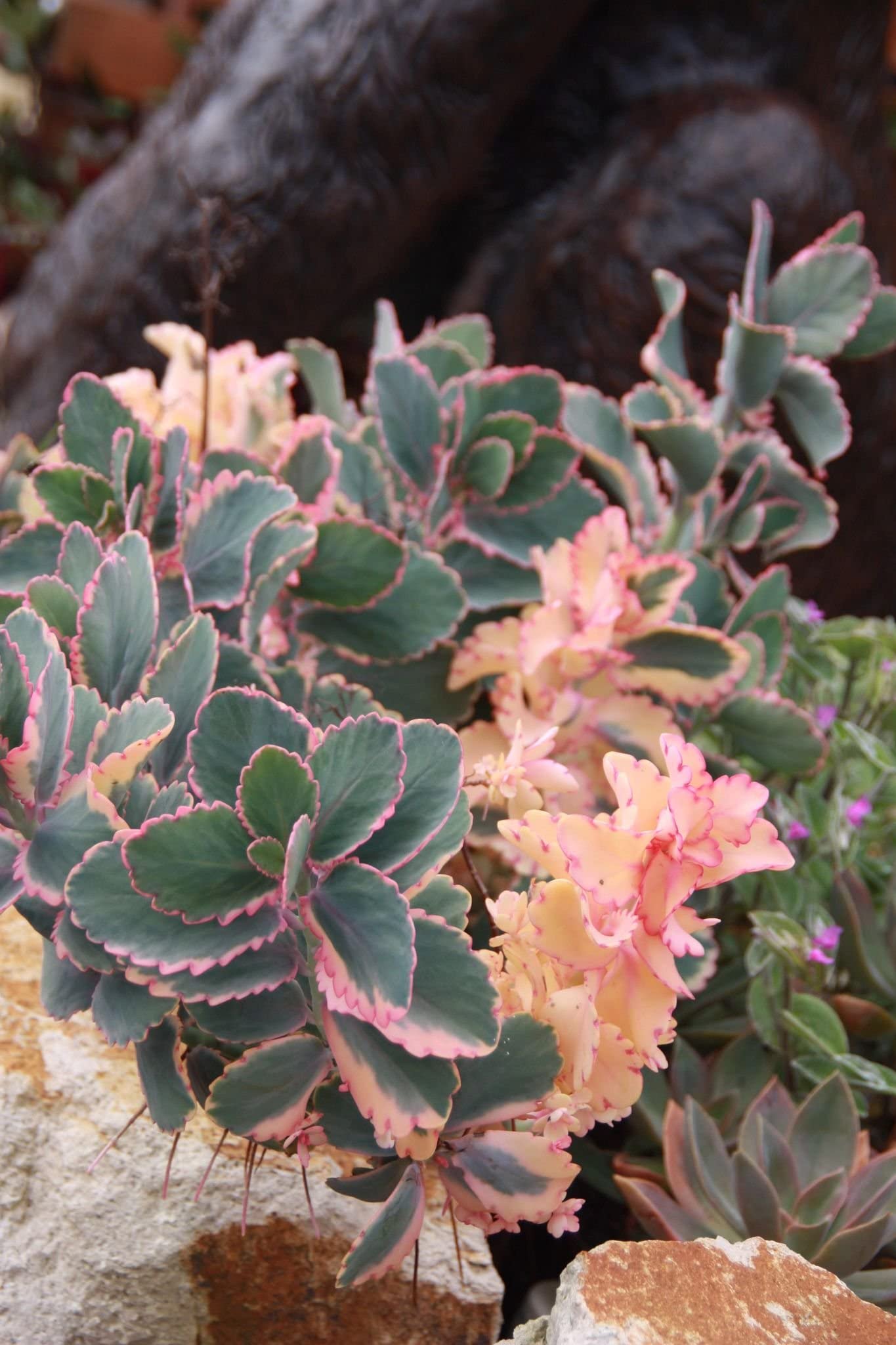 2 Hardy Lavender Kalanchoe Plants Live Succulent Plants Butterfly Bareroots to Grow Indoor 2 Inc