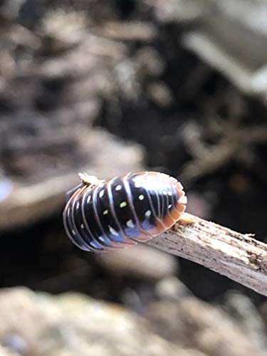 Bugzy Bugs Clown Isopods 10 Count Armadiliidium Klugii Montenegro Roly Poly Insects Cleanup Crew for Terrarium Reptile Pet Food (10 Count)