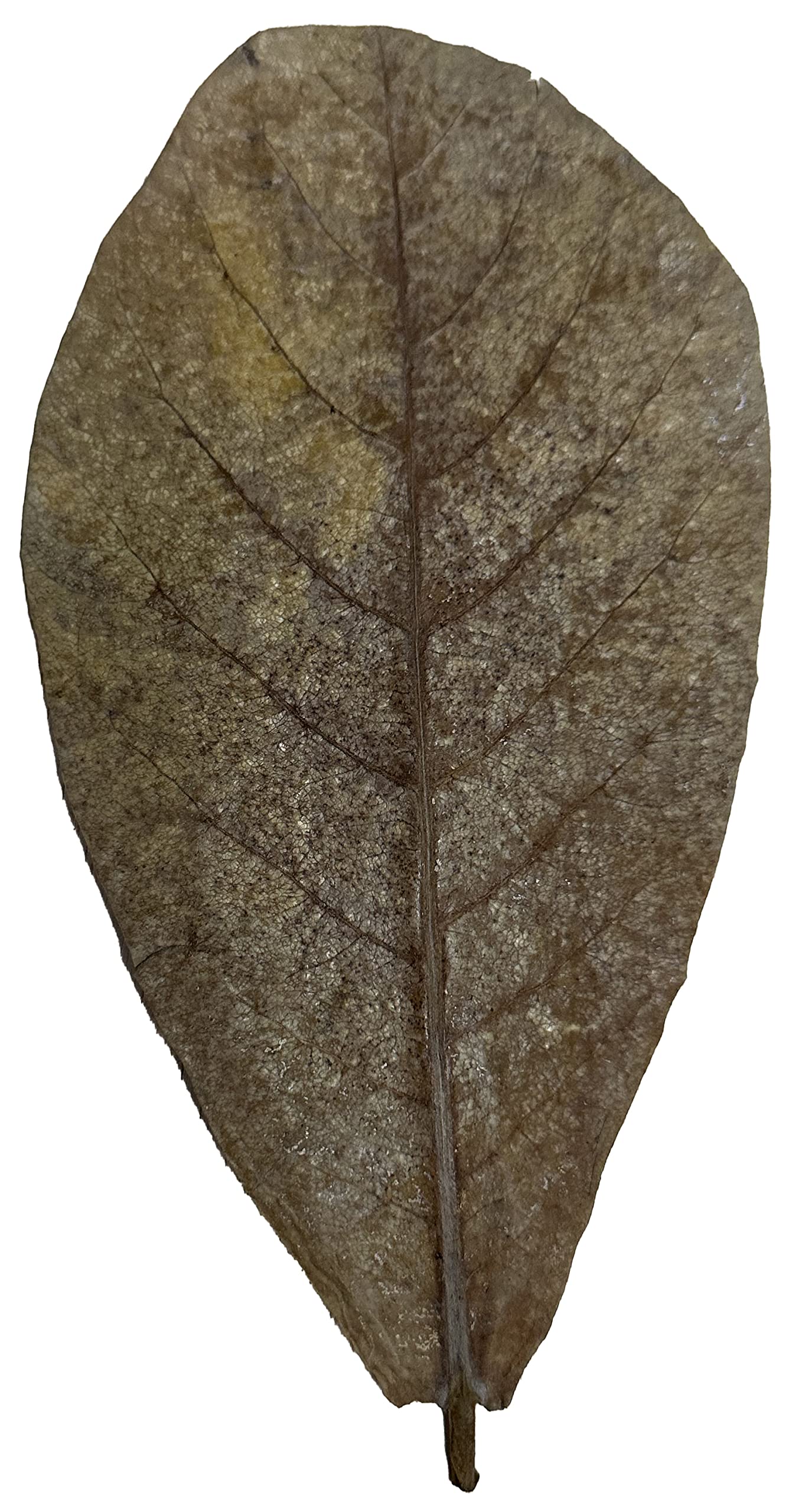 Awesome Aquatic Betta/Shrimp Leaves 25 4"-6" Premium Catappa Indian Almond Leaves Natural Habitat Tannin Producing Improves Immunity, Easy to USE