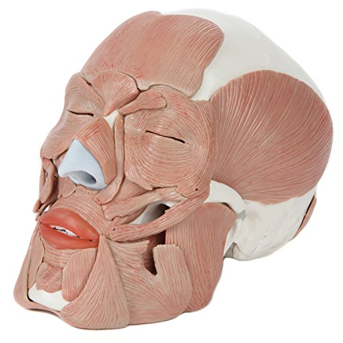 Axis Scientific 3-Part Painted Skull Model with Facial Musculature β Life Size Anatomical Skull Model with 36 Removable Parts