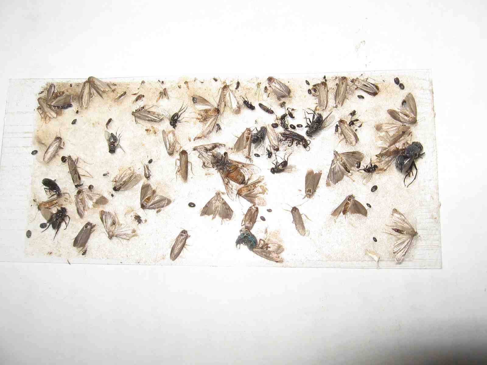 40 pk All Insect Traps/Strips/Glue Boards. Trap Flies, Bees, Wasps, Asian Beetles, etc.