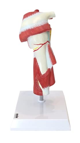 Axis Scientific Muscled Shoulder Joint Model β Shows Complete Shoulder Musculature from Rotator Cuff to Subscapular Muscles β Includes Base, Product Manual