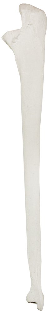 Axis Scientific Ulna Bone Model | Left | Cast from a Real Human Ulna Bone l Forearm Bone Model Has Realistic Texture and Important Bony Landmarks