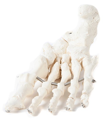Axis Scientific Skeletal Foot | Right | Fully Articulated Flexible Foot Skeleton is Secured with Quality Wire to Demonstrate Movement | Includes Product Manual