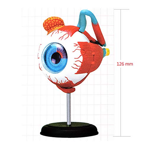 OUBO 4D Anatomical Human Eyes Structural Model Anatomy Medical Teaching School