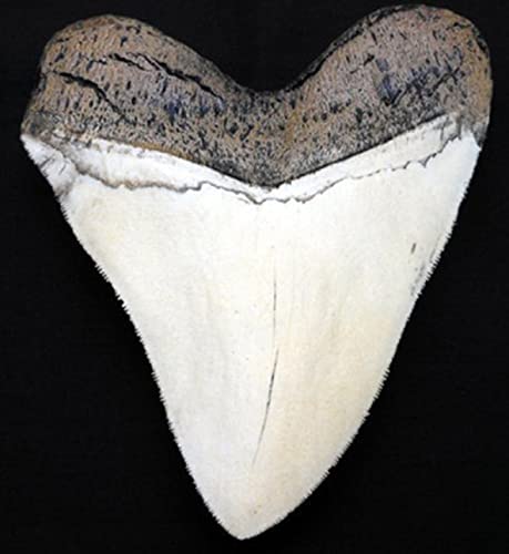 5.5 Inch Megalodon (Carcharodon megalodon) tooth, Ivory Color with Serrations(Replica)