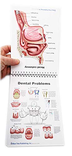 Dental Charts (Flip Chart, Stand up)