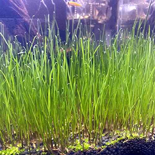 3 Pack Live Aquarium Plant Seeeds, Fresh Water Fish Tank Carpet Grass Plants Mini Leaf & Long Hair Grass for Terrarium Aquatic 21c