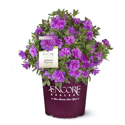 2 Gal. Encore Azalea Autumn Majesty Purple Blooms