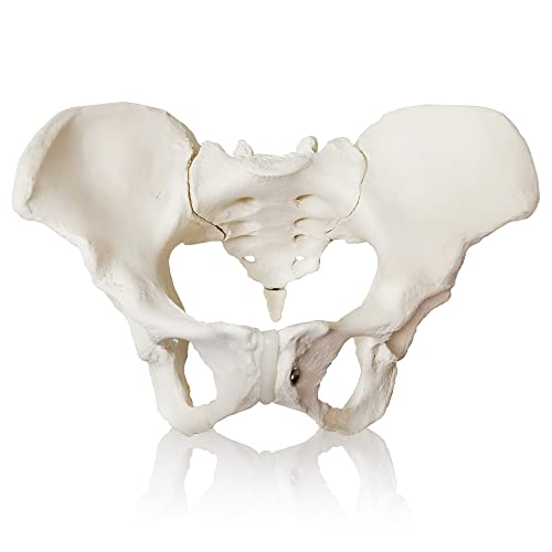 2023 New Female Pelvis Model,Life Size Female Pelvic Skeleton Model, Anatomy Medical Model for Science Education, Study of the Anatomical Features