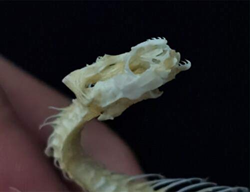 Real Snake Skeleton Animal Specimen in Science Classroom Specimens for Science Education