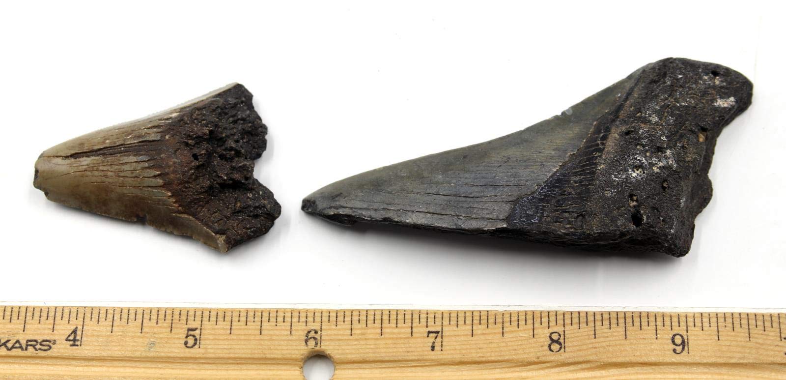 Megalodon Teeth Lot of 6 Fossils w/6 info Cards Shark #15666 25o