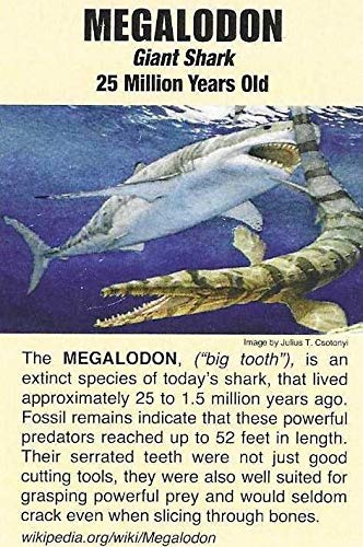 Megalodon Teeth Lot of 6 Fossils w/6 info Cards Shark #15670 34o