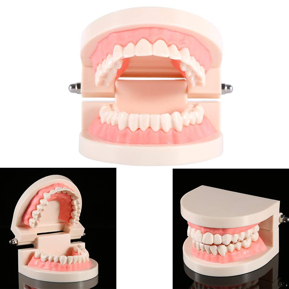Lightweight toothbrush model for demonstration in a hospital of dental clinic teaching you while brushing your teeth