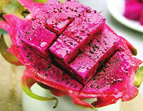2 Healthy RED Dragon Fruit Plant Vine Cuttings Pitahaya 10 Inch Cutting