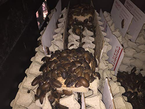 BadAssBugs™ 2LB Dubia Roach Chow Honey Horchata