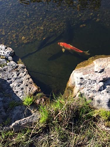 America's Best Koi Food 40 lbs Koi Fish Food - Two 20 lb Sealed Bags - 35% Premium Protein - 1/8 Inch - 3/16 Inch Medium Sized Pond Pellets