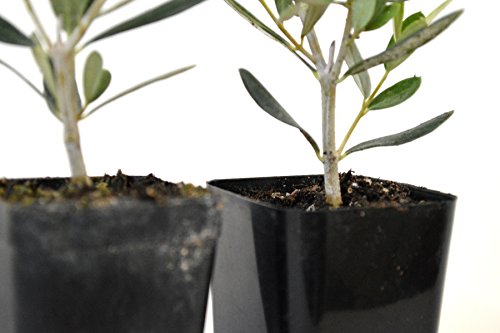 9GreenBox - Olive Tree - Tree of Peace - Olea europaea - 2 Pack