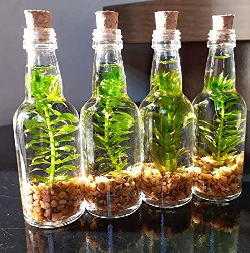 Anacharis Potted Elodea Densa Tropical Freshwater Stems Live Aquarium Plants Aquatic Pond Water Decorations 3 Days Live Guaranteed by Mainam