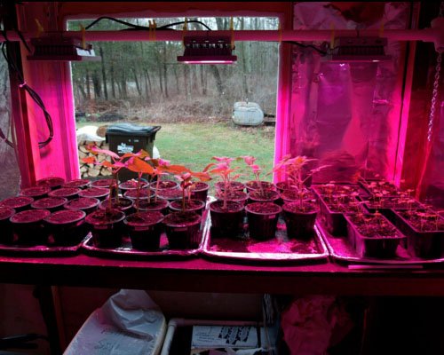 ACKE LED Grow Lights Full Spectrum,Plant Lights,Growing Lamps 12W for Indoor Plants,Hydropoincs