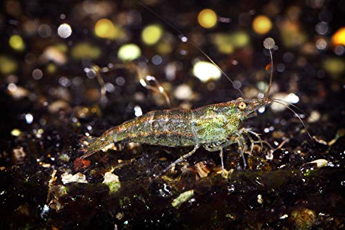AQUATICBLENDEDFOODS Super Freshwater Shrimp,Snail & Crayfish Food Mix - ABF109 (Veggie & Krill, 4oz)