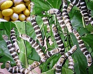 Coastal Silkworms 250 Count Black Tiger Silkworm Eggs Hatch at Room Temp (Pack of 1)