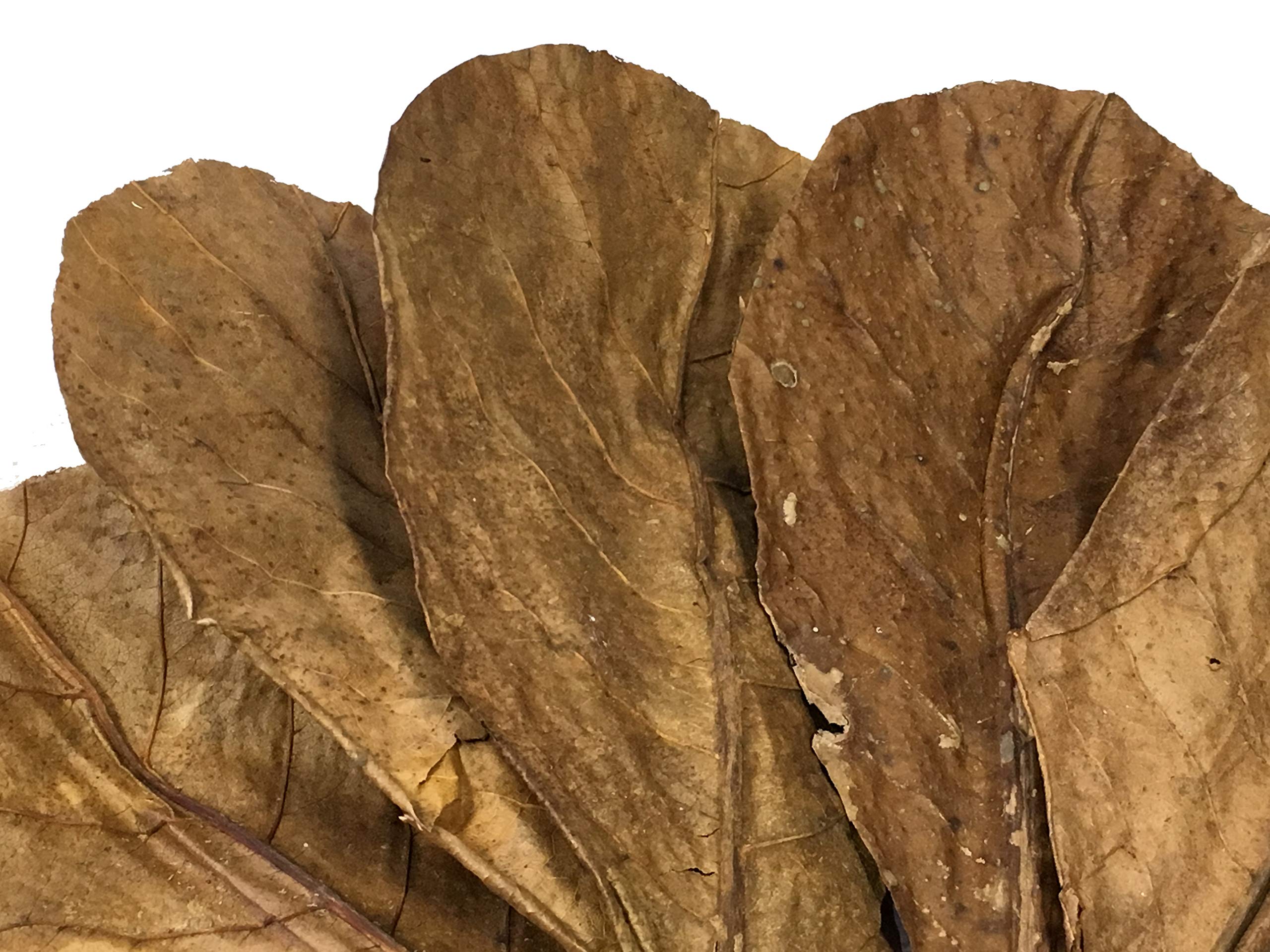 Awesome Aquatic Betta/Shrimp Leaves 25 4"-6" Premium Catappa Indian Almond Leaves Natural Habitat Tannin Producing Improves Immunity, Easy to USE