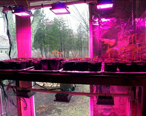 ACKE LED Grow Lights Full Spectrum,Plant Lights,Growing Lamps 12W for Indoor Plants,Hydropoincs