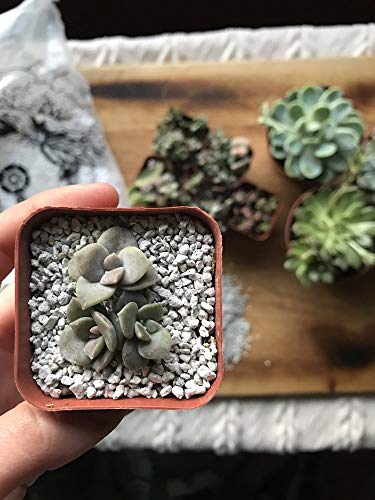 3 Gallon Bag Garden Pumice (1/8" Stone) - 12lbs