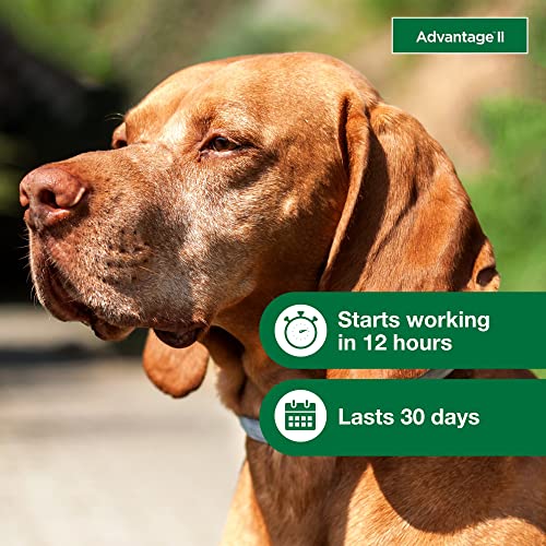 Advantage II Large Dog Vet-Recommended Flea Treatment & Prevention | Dogs 21-55 lbs. | 6-Month Supply