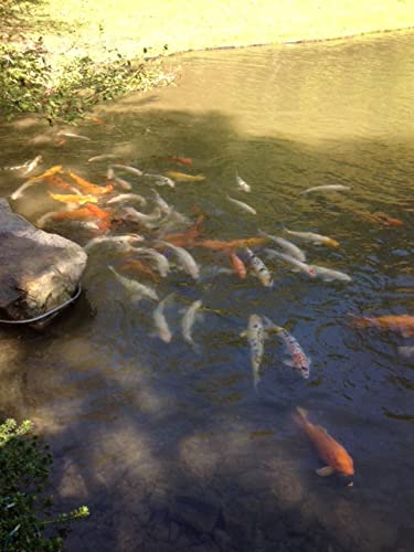 America's Best Koi Food 20 lbs Koi Fish Food Small to Medium Pond Pellets for Pond Fish with 35% Protein