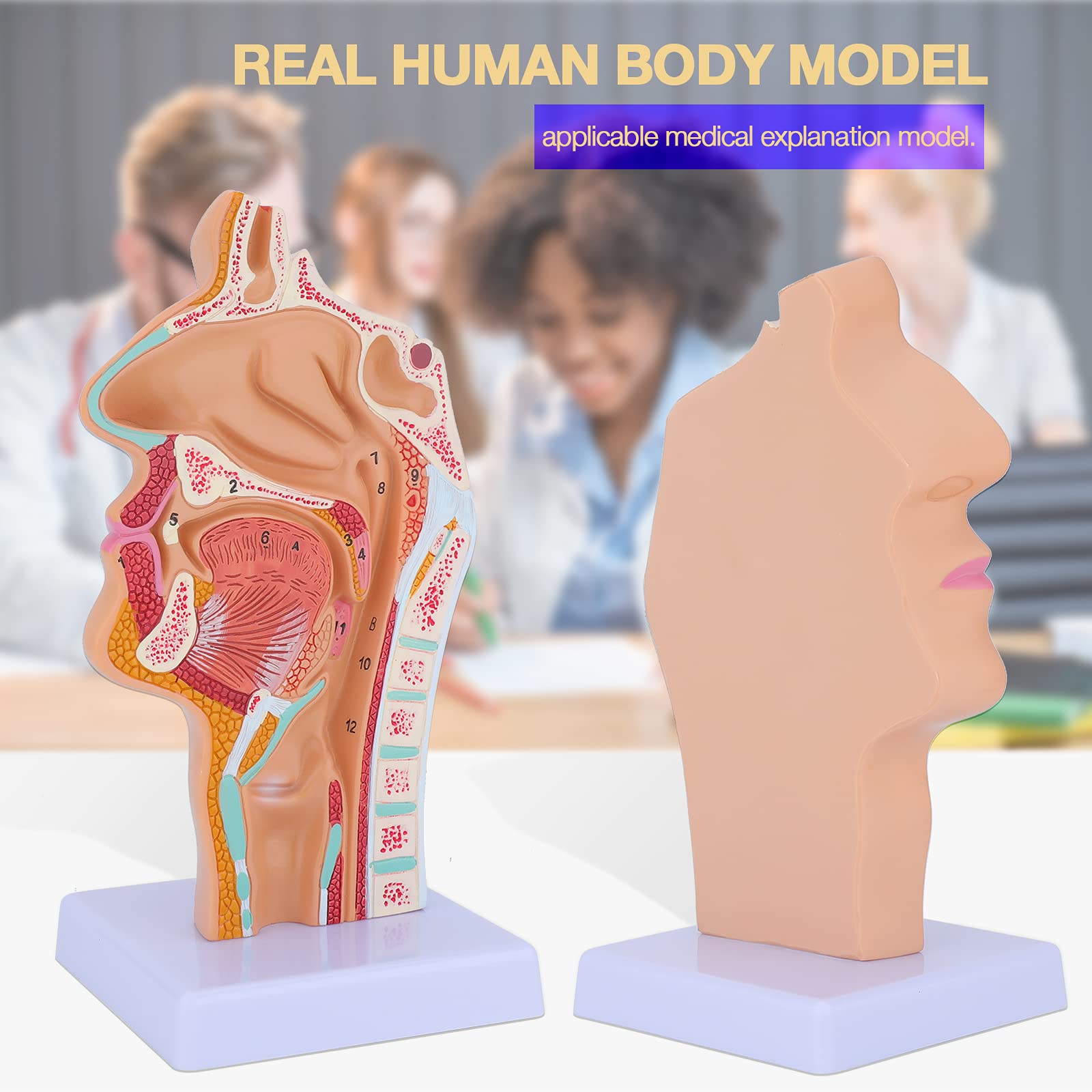 LVCHEN Human Nasal Cavity Throat Anatomy Medical Model - Human Anatomical Pharynx Larynx Model for Medical Students Study Display Teaching Medical Model