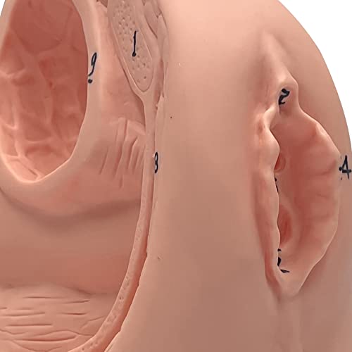 LXT PANDA Catheterization Model, Medical Practice Traning Model, Female Internal and External Catheterization Model- PVC Manikin Teaching Model - for Gynecology Medical Educational Training Aid.