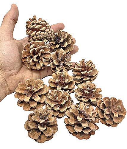 Bonka Bird Toys 3284 Pk12 Natural Pine Cones Foot Talon Bird Toys