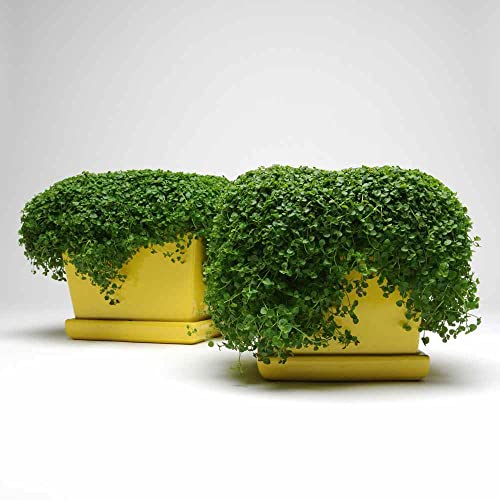 Outsidepride Corsican Ornamental Mini Mint Spreading, Mat Forming Ground Cover Plant Seeds - 25 Pellets