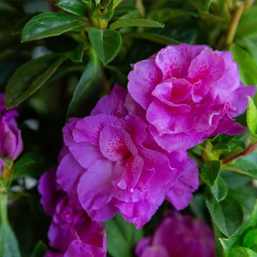 2 Gal. Encore Azalea Autumn Majesty Purple Blooms