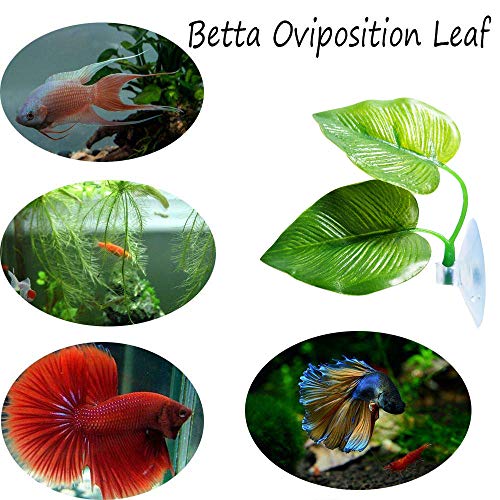 CousDUoBe 2 Pack Betta Fish Leaf Pad Improves Betta's Health by Simulating The Natural Habitat - Natural, Organic, Comfortable Rest Area for Fish Aquarium