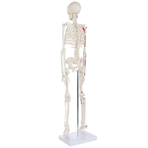 Anatomy Lab Half Life Size Painted and Numbered Human Skeleton Model, 35" Anatomical Replica with Muscle Insertion and Origin Points, Removable Skull Cap & Jaw, Durable Stand for Display and Study