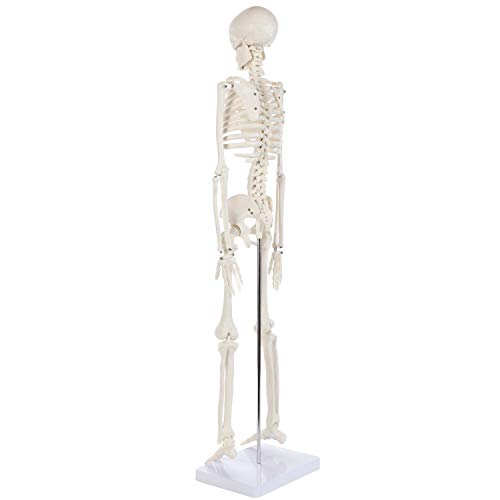 Anatomy Lab Human Skeleton Model, 34" Mini Skeleton Replica Mounted to Base for Display, with Removable Skull Cap, Movable Arms and Legs, and Details of Human Bones