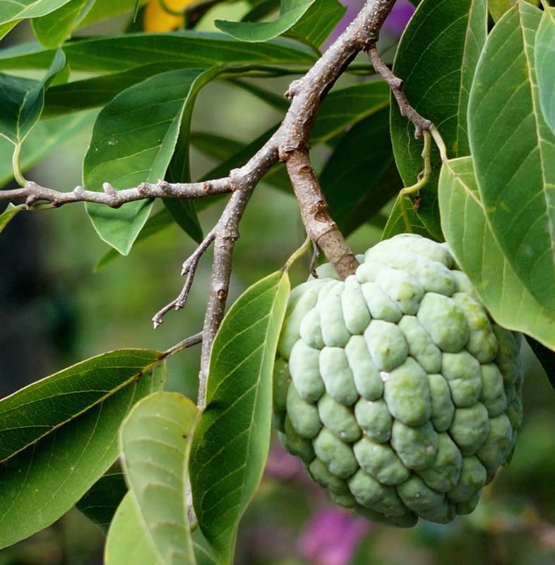 2 Sugar Apple Trees Plants Live 8 Inc Tall for Planting Ornaments Perennial Garden Simple to Grow Pots