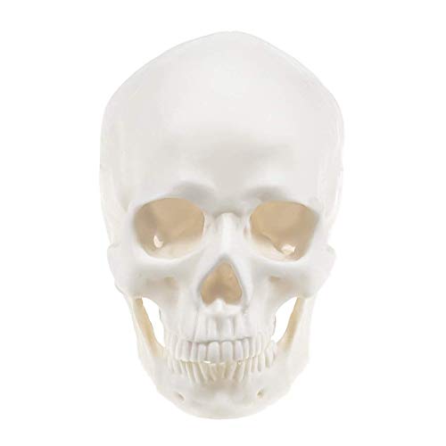 Thuepak Human Bones Skull Anatomy Model Resin Life Size Skeleton Heads Replica for Science Education Gift Decoration Halloween Christmas