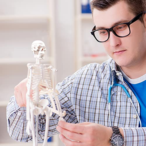 Aliwovo Skeleton Model Anatomy Mini Human Anatomical Skeleton Medical Education Study 17.7"Model with Colorful Manual and Exquisite Packaging