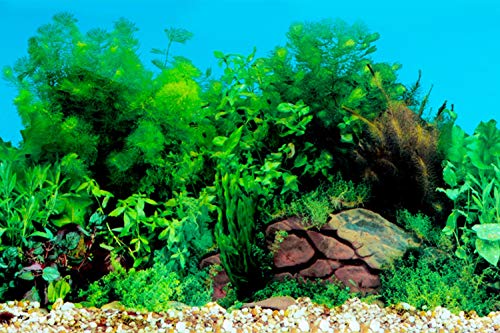 LENDAWAY New Undersea Coral, Seaweed Background Aquarium Background Decoration 25 x 15(inch)