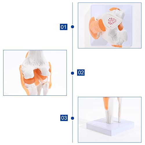 ASINTOD Anatomical Medical Knee Joint with Ligaments Model, Human 1:1 Life Size, for Science Classroom Study, Display Teaching