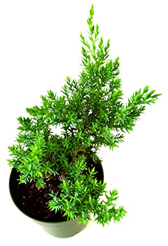 9Greenbox Juniper Procumbens Nana Bonsai Starter Plant,3 Pound (Pack of 3)