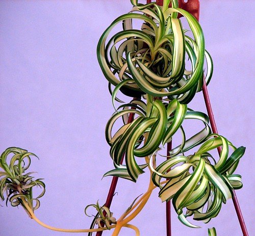 Bonnie Curly Spider Plant - Easy - Cleans the Air - 4" Pot - Grown by Hirt's Gardens