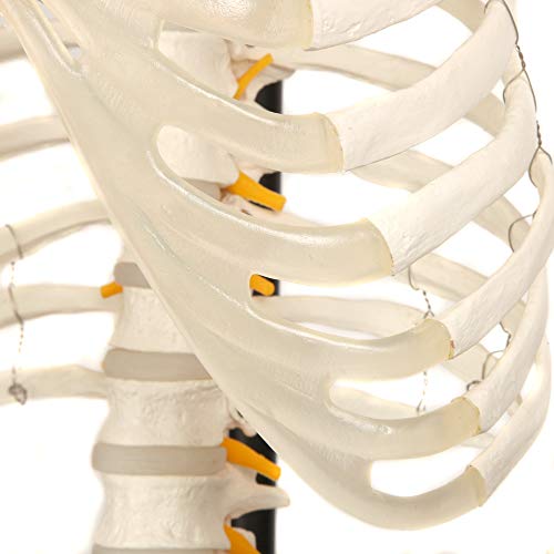 Axis Scientific Classic Human Skeleton with Study, Numbering Guide, and Hanging Stand