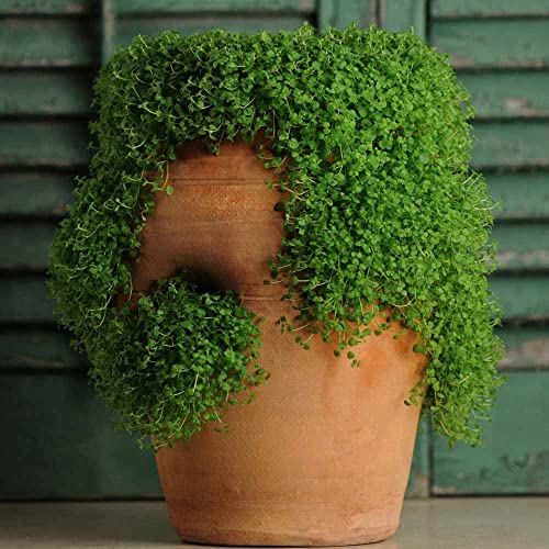 Outsidepride Corsican Ornamental Mini Mint Spreading, Mat Forming Ground Cover Plant Seeds - 25 Pellets