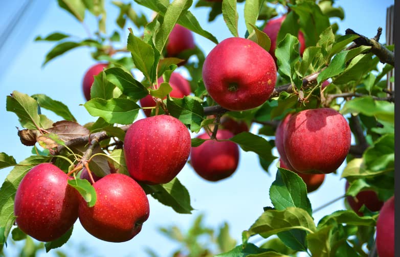 300Pcs|Apple Tree Seeds for Planting|Healthy,Sweet,Delicious(NOTSWOH)