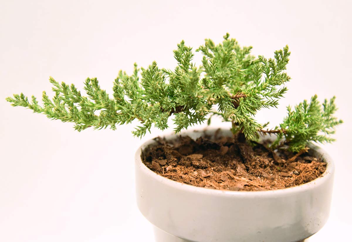 Bonsai Soil by Perfect Plants - 2qts. | Premium All-Purpose Mix Bonsai Tree Varieties